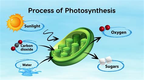 50 Photosynthesis Diagram Stock Videos And Royalty Free Footage Istock