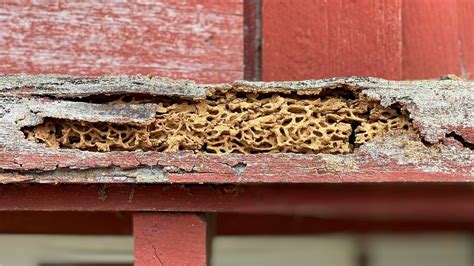 Termites Vs Carpenter Ants How To Tell Which Pest Is Damaging Your