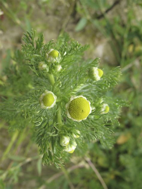 Weeds Pineappleweed Hortsense Washington State University