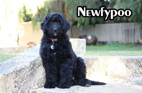 Newfypoo Dog Breed Information Characteristics And Appearance