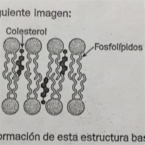 18 Observa La Siguiente Imagen A Explica La Formación De Esta Estructura Basándote En Las
