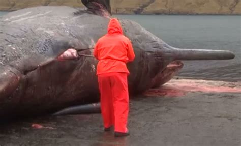 Giant Sperm Whale Explodes