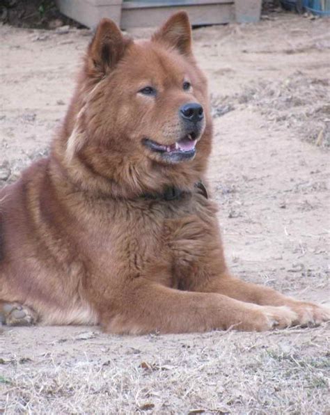 29 Hq Photos American Akita Puppies For Sale Akita Mix Puppies For