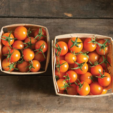 Sun Gold Cherry Tomato Plants Sweet Juicy Tomatoes Organic Harvest
