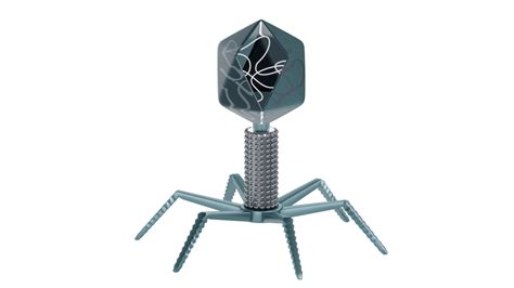 Phage Pngs For Free Download