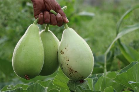 Surprisingly Health Benefits Of Bottle Gourd Calabash