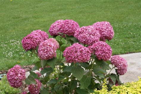 Invincibelle Mini Mauvette® Smooth Hydrangea Hydrangea Arborescens Proven Winners
