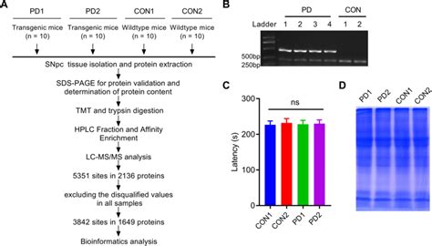 Overview Of The Phosphoproteomics Analysis In Transgenic And Wildtype