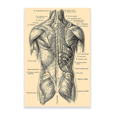 Anatomía De Los órganos Del Cuerpo Desde El Frente Gráfico Que
