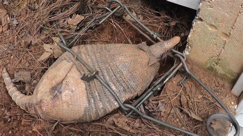Armadillo Predators Icnibht