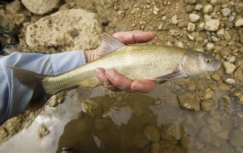 Iran Fish Species The Mission Fly Fishing Magazine