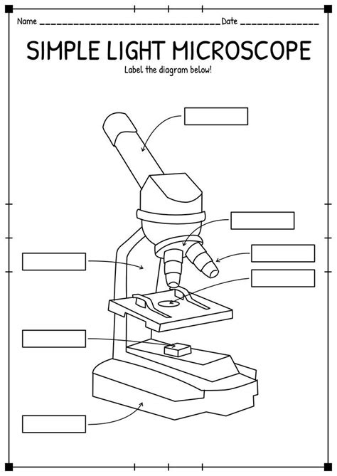 Light Microscope Diagram Worksheet Scientific Method Worksheet Free