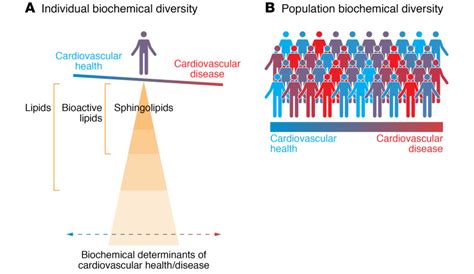 Breaking Through The Surface More To Learn About Lipids And