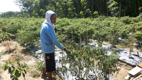 Petani Cabai Tidak Menikmati Harga Tinggi Tribunlampung Co Id