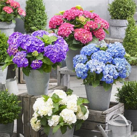 Hydrangea Little Xs Collection Four Plants Blue Pink Purple