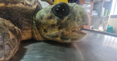 מחמם את הלב צב ים חום ניצל בזכות ערנותם של דייגים Passportnews