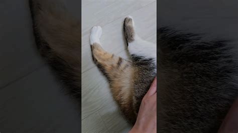 엉덩이 팡팡 Shorts Youtube