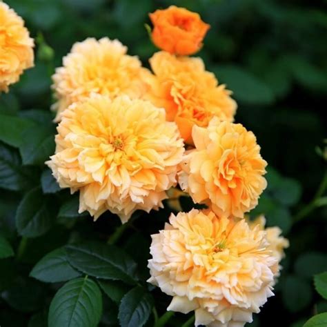 Leah Tutu Vardomania