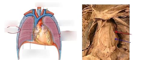 Schaubild „n Phrenicus Av Pericardiophrenicae Dex Sin Quizlet