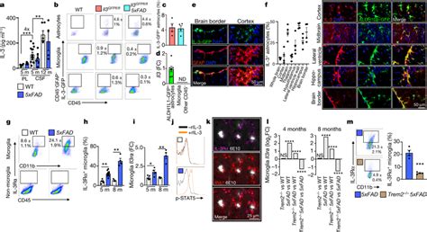 Microglia Become Responsive To Astrocyte Derived Il 3 In Ad A Il 3 In