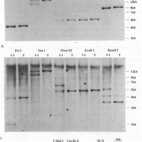 a restriction map of lambda phage clone a derived from the rearranged