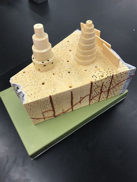 Bone Structure Labeled Diagram Quizlet