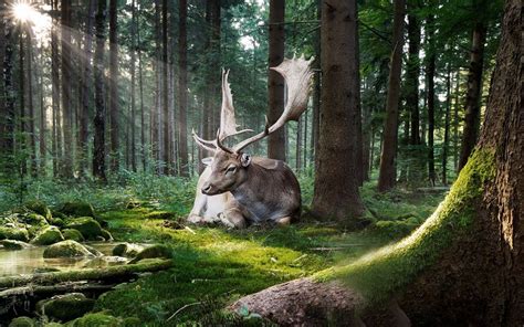 Megaloceros Deer