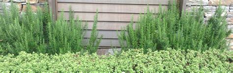 Rosemary Tuscan Blue Gardening Solutionz