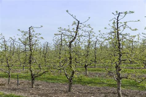 Apple Trees In The Orchard In Cloudy Weather Stock Image Image Of Growth Freshness 321491561