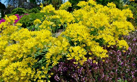 90 180 Or 270 Bulbs Of Mini Allium Collection Groupon