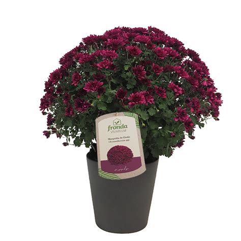Comprar Crisantemo De Bola Morado Fronda