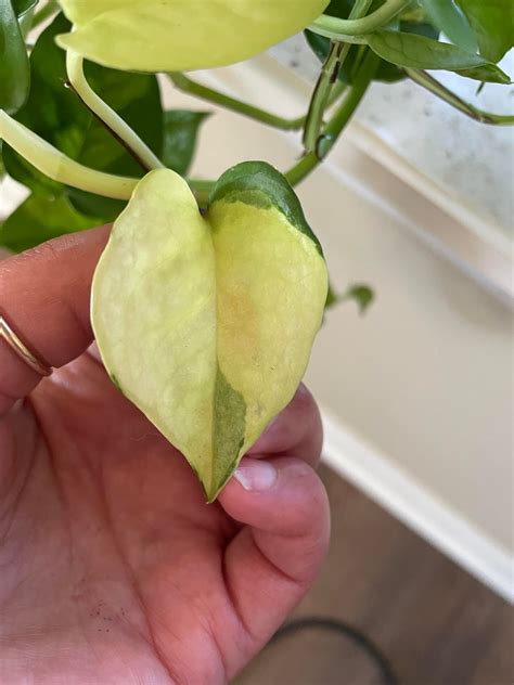 Will Each Pothos Vine Split Only Once Rpothos