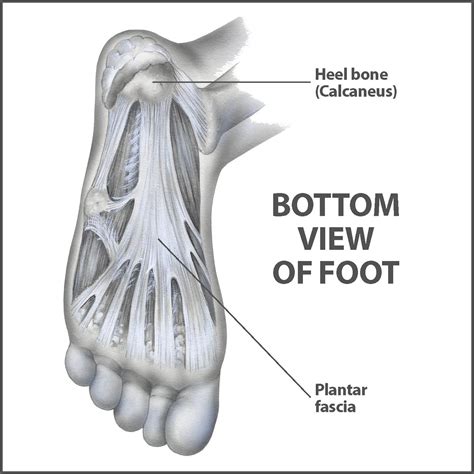Plantar Anatomy Of Foot Anatomybones Of The Human Foot Dorsal And