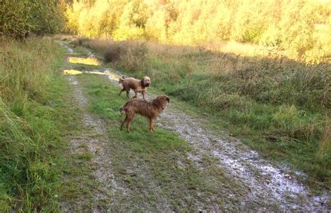 Bobs Blog A Border And A Cockapoo Go For A Walk Facebook