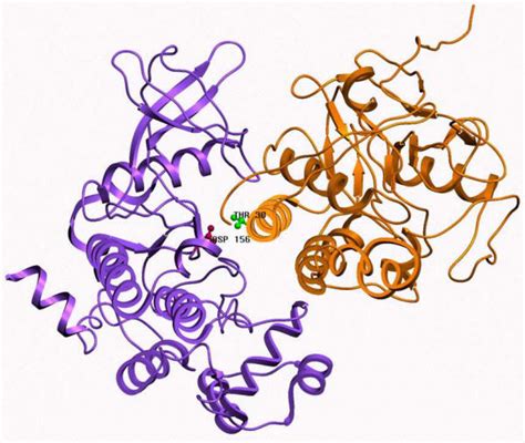 Model Of Pkck2 α Violet And Pp2a Orange Complex Figure Generated