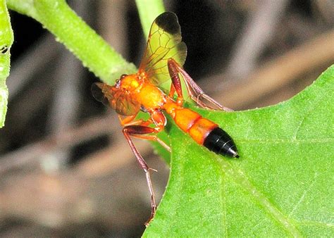 Black And Orange Wasp