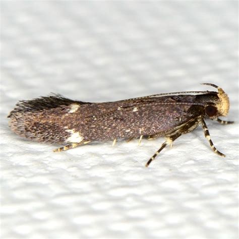 Red Striped Fireworm Moth Aroga Trialbamaculella Bugguide Net