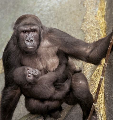 Chooti Baba Imashi Publication