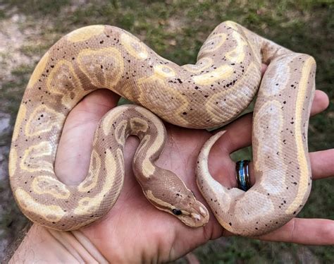 Banana Black Pastel Calico Ball Python Male 442g