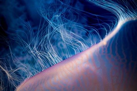 The True Cost Of Plastic Pollution Effects Impacts And Hopeful Solutions Stories Monterey