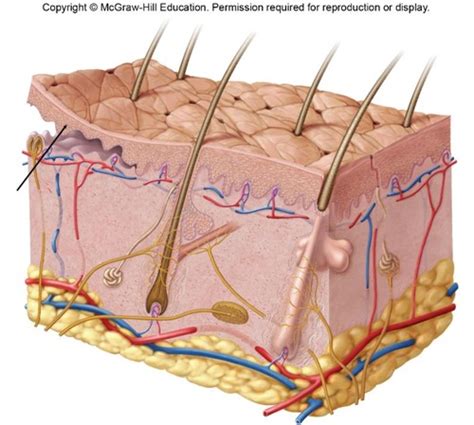 Chapter 6 Integumentary System Flashcards Quizlet