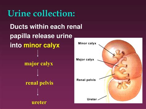 Ppt Urinary System Functions And Anatomy Powerpoint Presentation