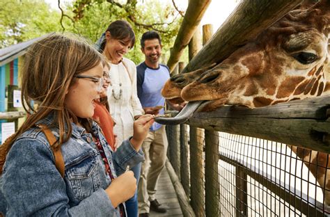 Explore The Wonders Of Dickerson Park Zoo Springfield Missouri
