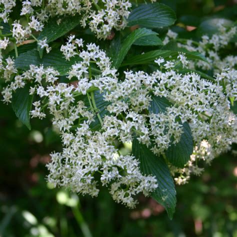Siebolds Arrowwood Viburnum Sieboldii Plant Care And How To Grow Water