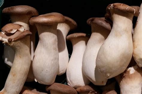 13 Common Brown Mushrooms With Images Try Green Recipes