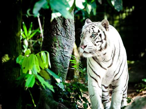 White Tiger Habitat Map