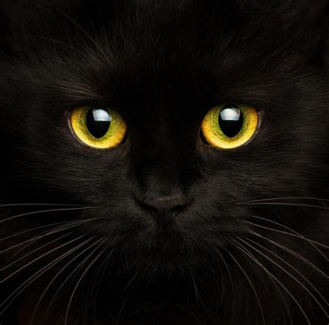 Premium Photo Cute Muzzle Of A Black Cat Closeup