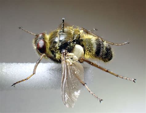 Hypoderma Diana Deer Warble Fly Flickr