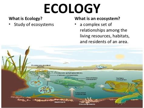 Introduction To Ecology