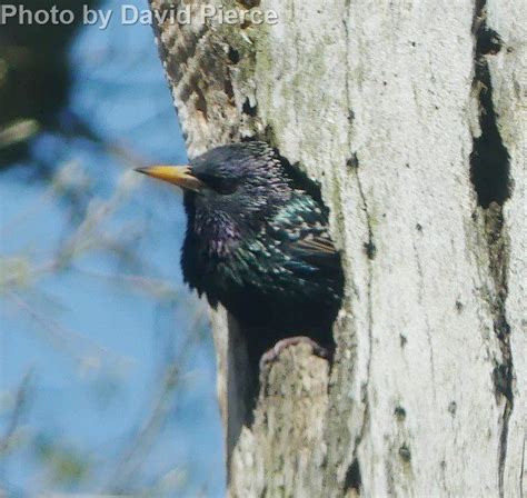 European Starling East Cascades Bird Alliance